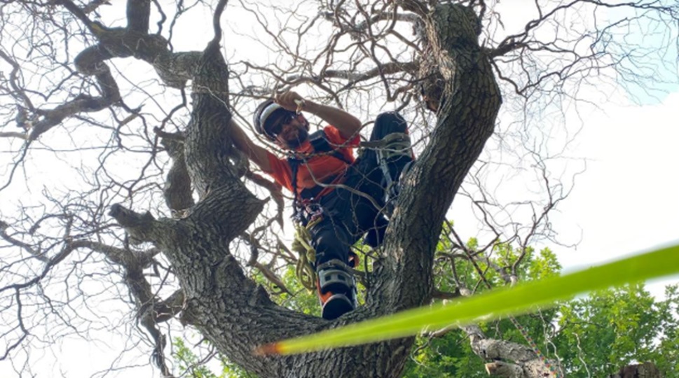 Why Regular Tree Pruning Saves Money in the Long Run - Home TLC Mag